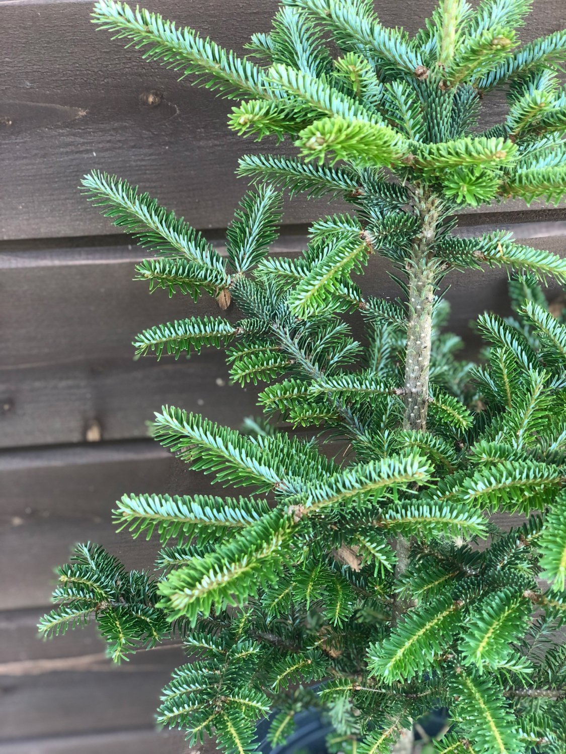 Fraseri nulg – Kangro Haljastus