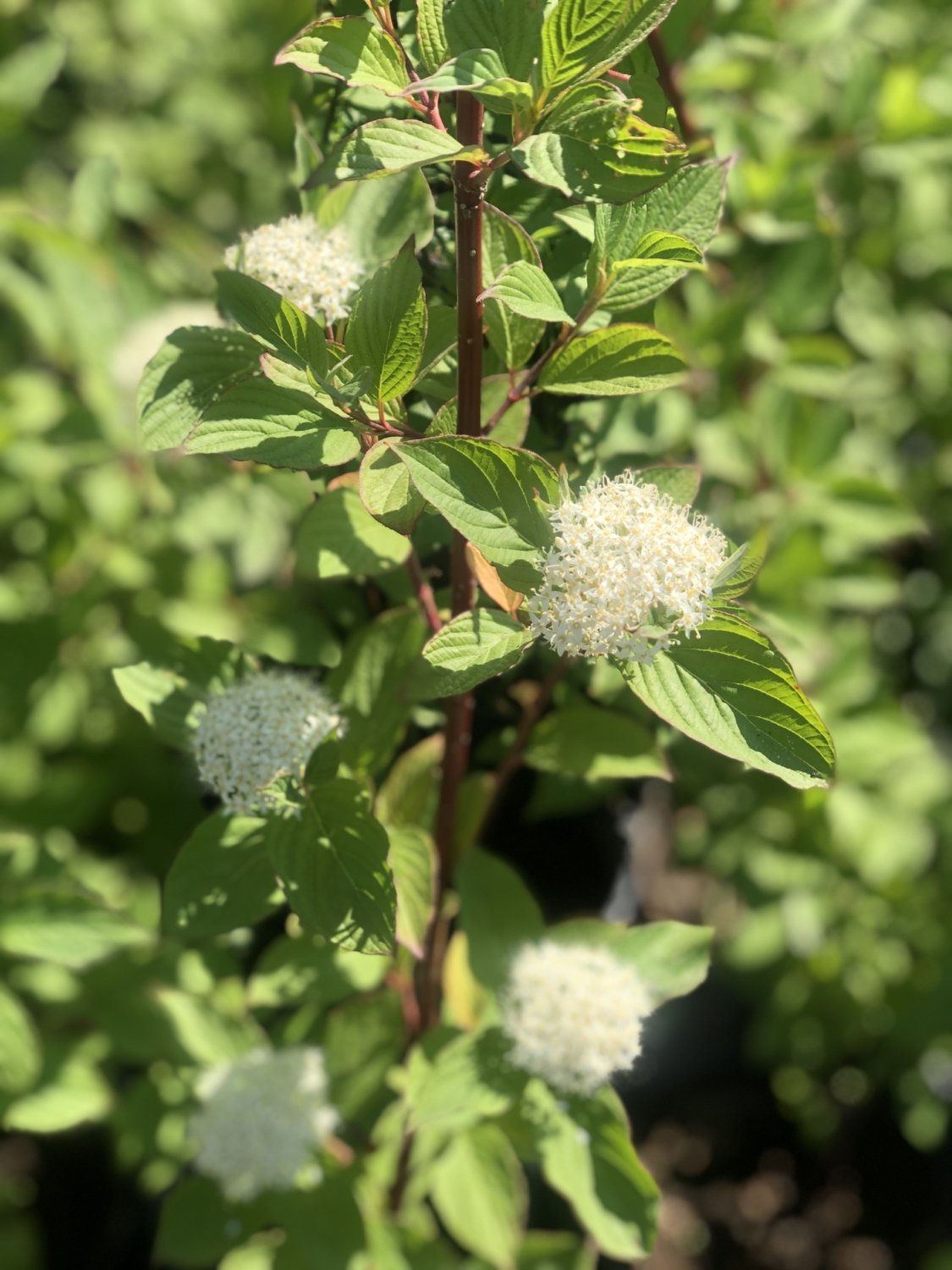 Siberi kontpuu – Kangro Haljastus